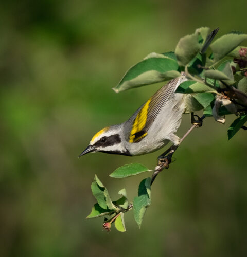 Identifying Warblers - Owen Deutsch Photography
