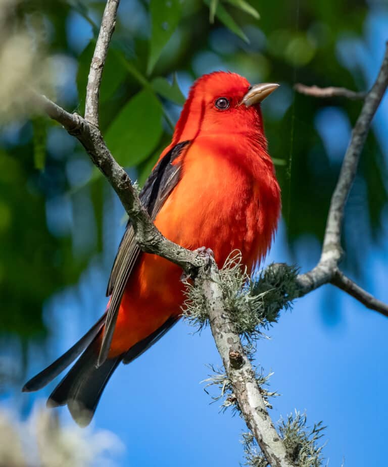 Scarlet Tanager - Owen Deutsch Photography
