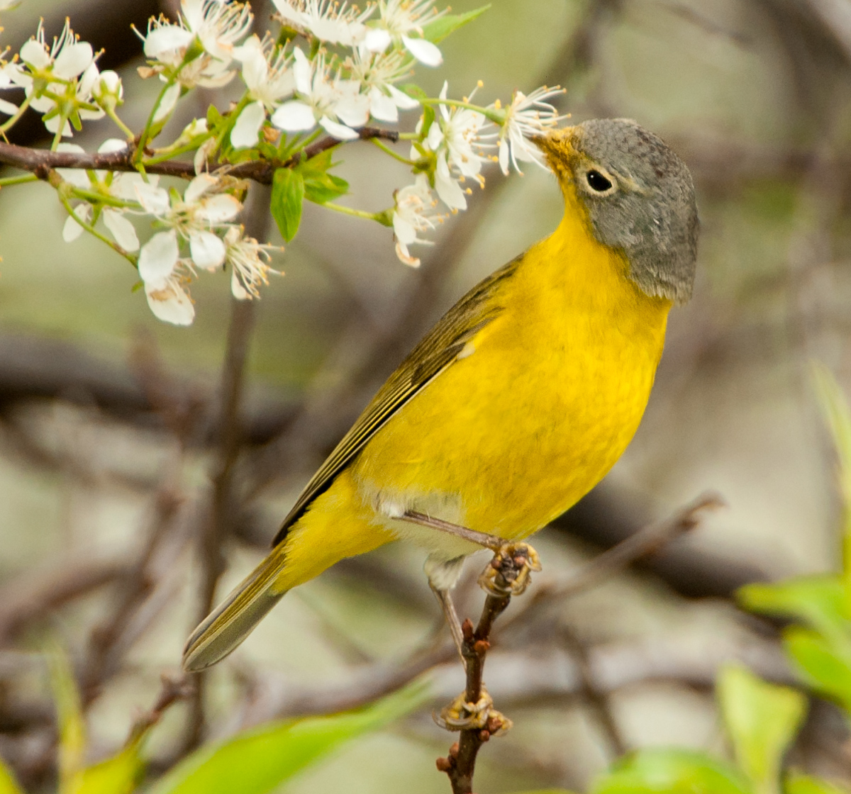Identifying Warblers - Owen Deutsch Photography