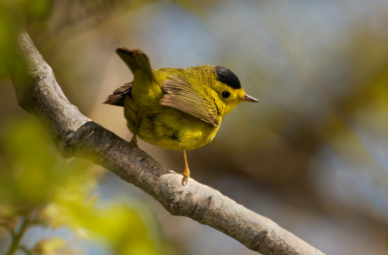 Identifying Warblers - Owen Deutsch Photography