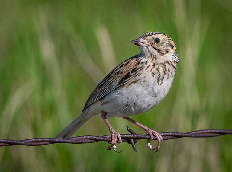 Baird's Sparrow - Owen Deutsch Photography