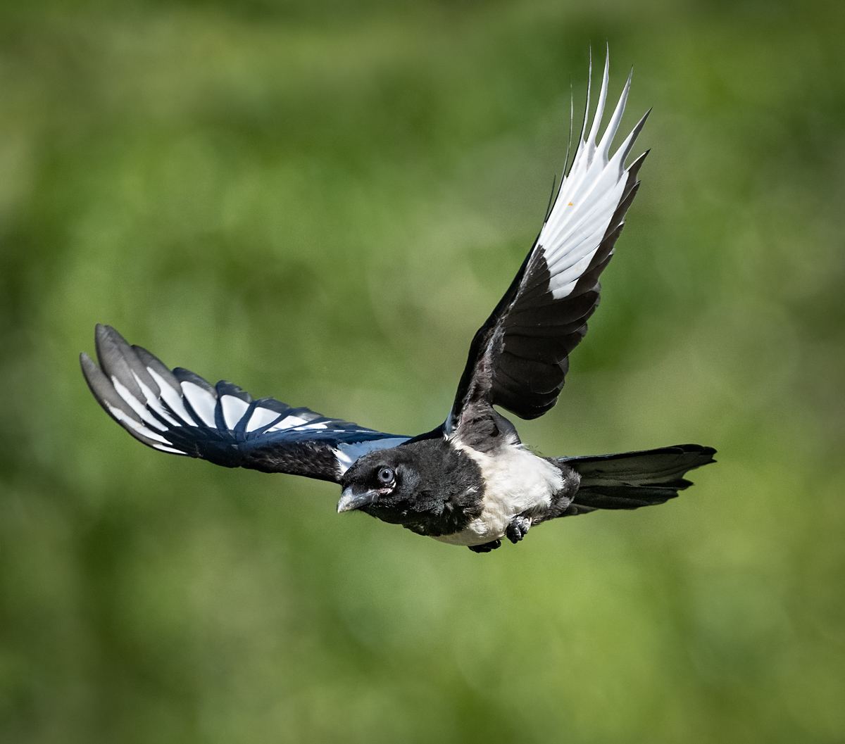 Black-billed Magpie | Passerine | Colorful Bird