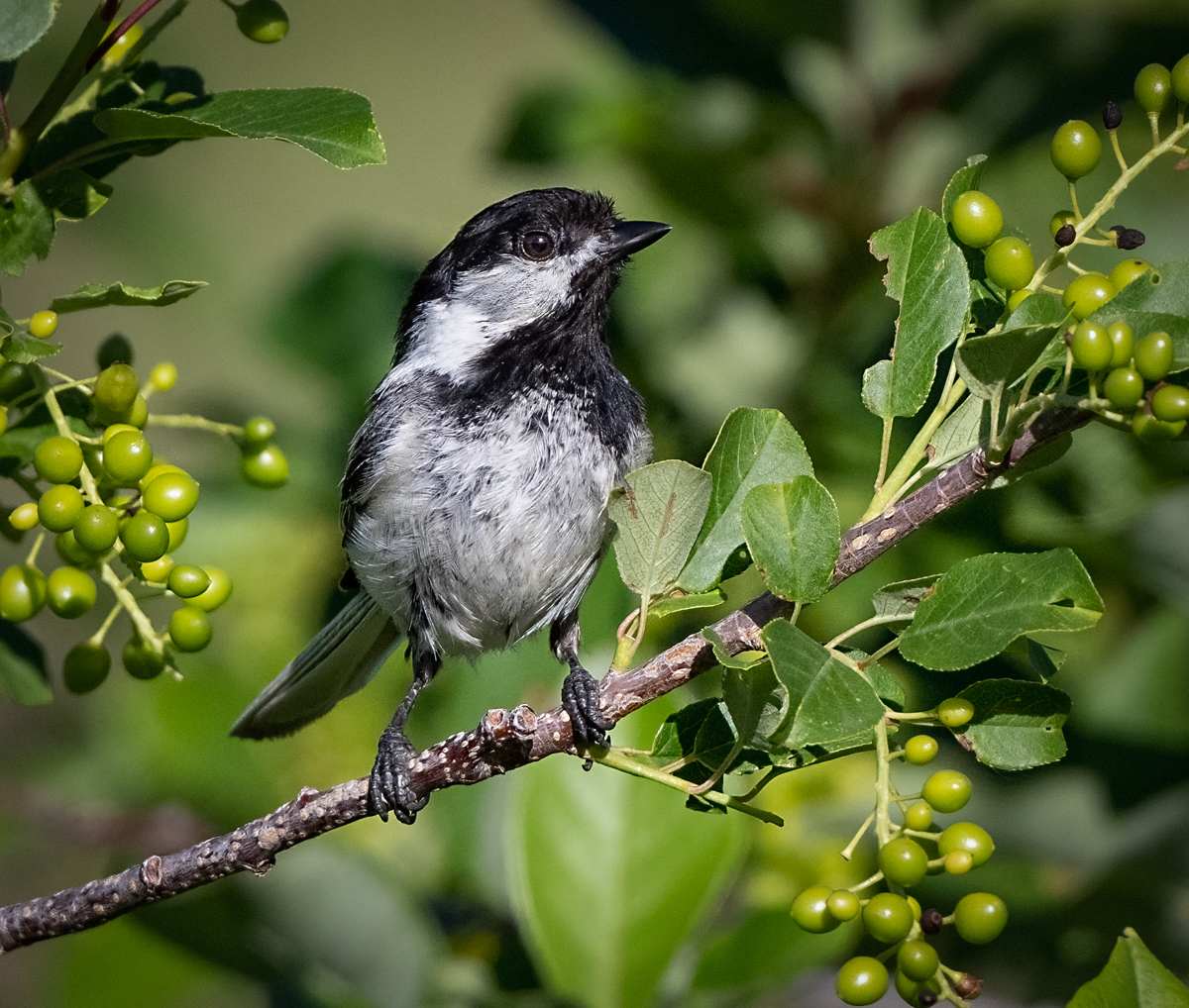 Black-capped Chickadee | Magic Hedge | Chicago Photography