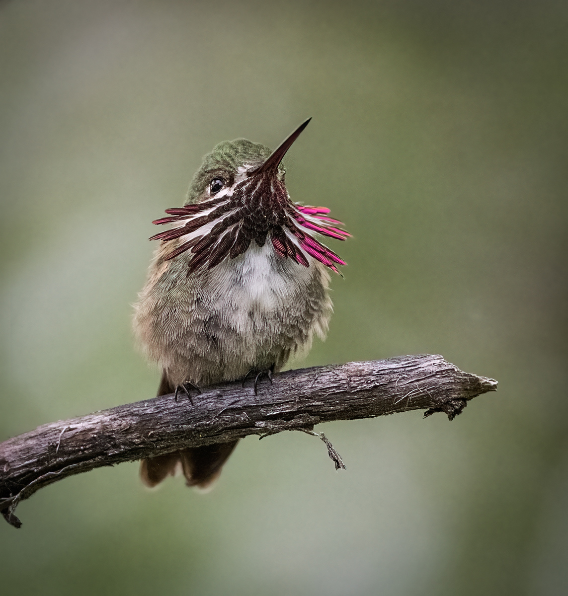Calliope Hummingbird - Owen Deutsch Photography