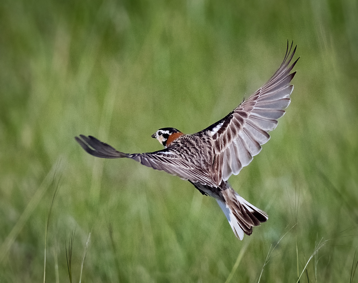 Chestnut-collared Longspur - Owen Deutsch Photography