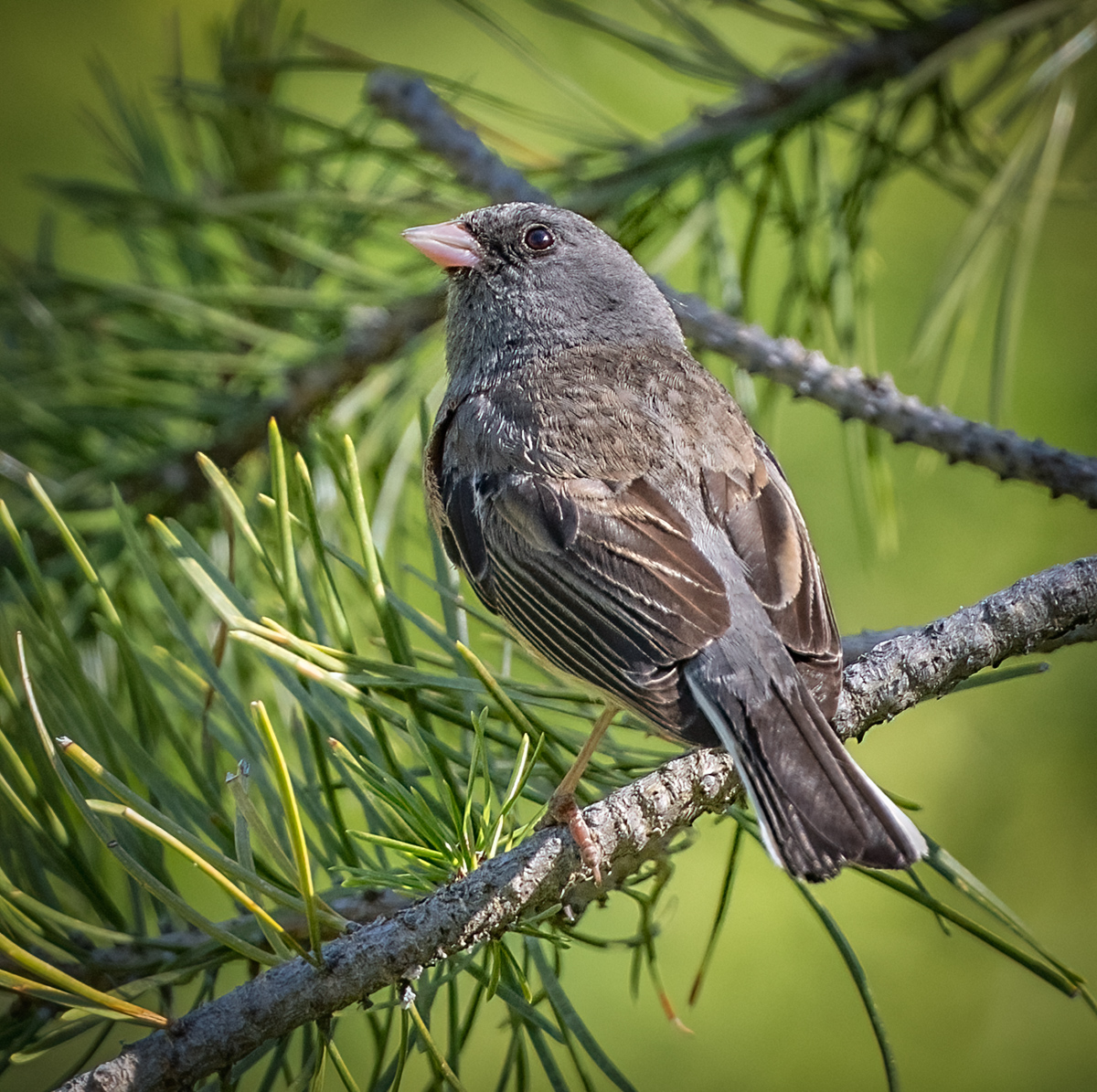 Dark-eyed Junco | Bird Song | Nature Photographer