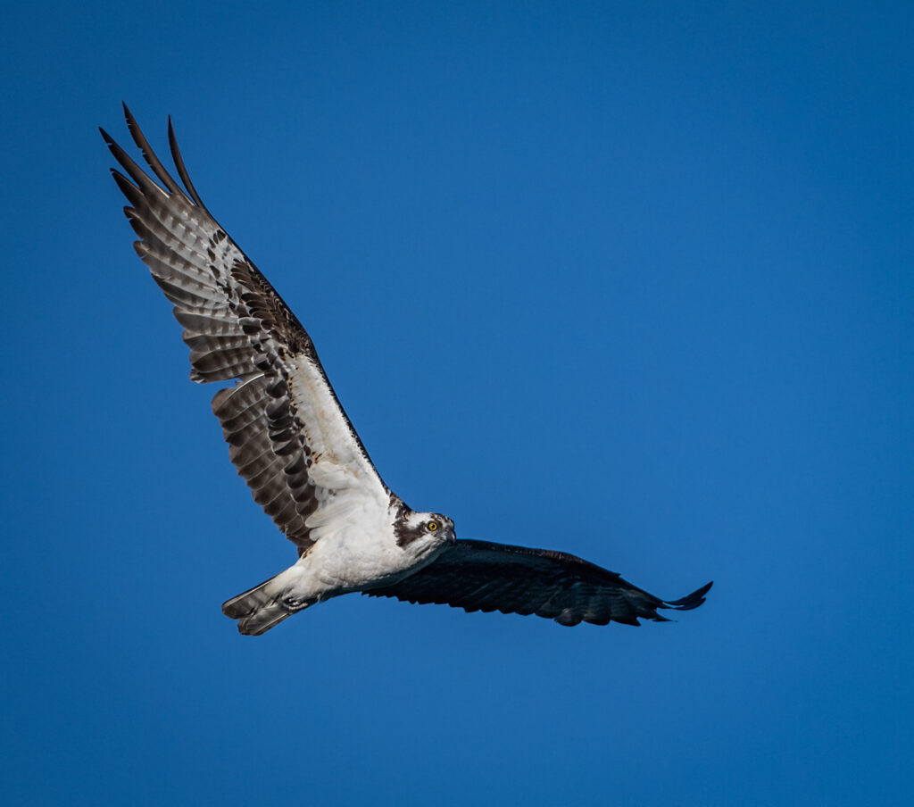 Osprey - Owen Deutsch Photography