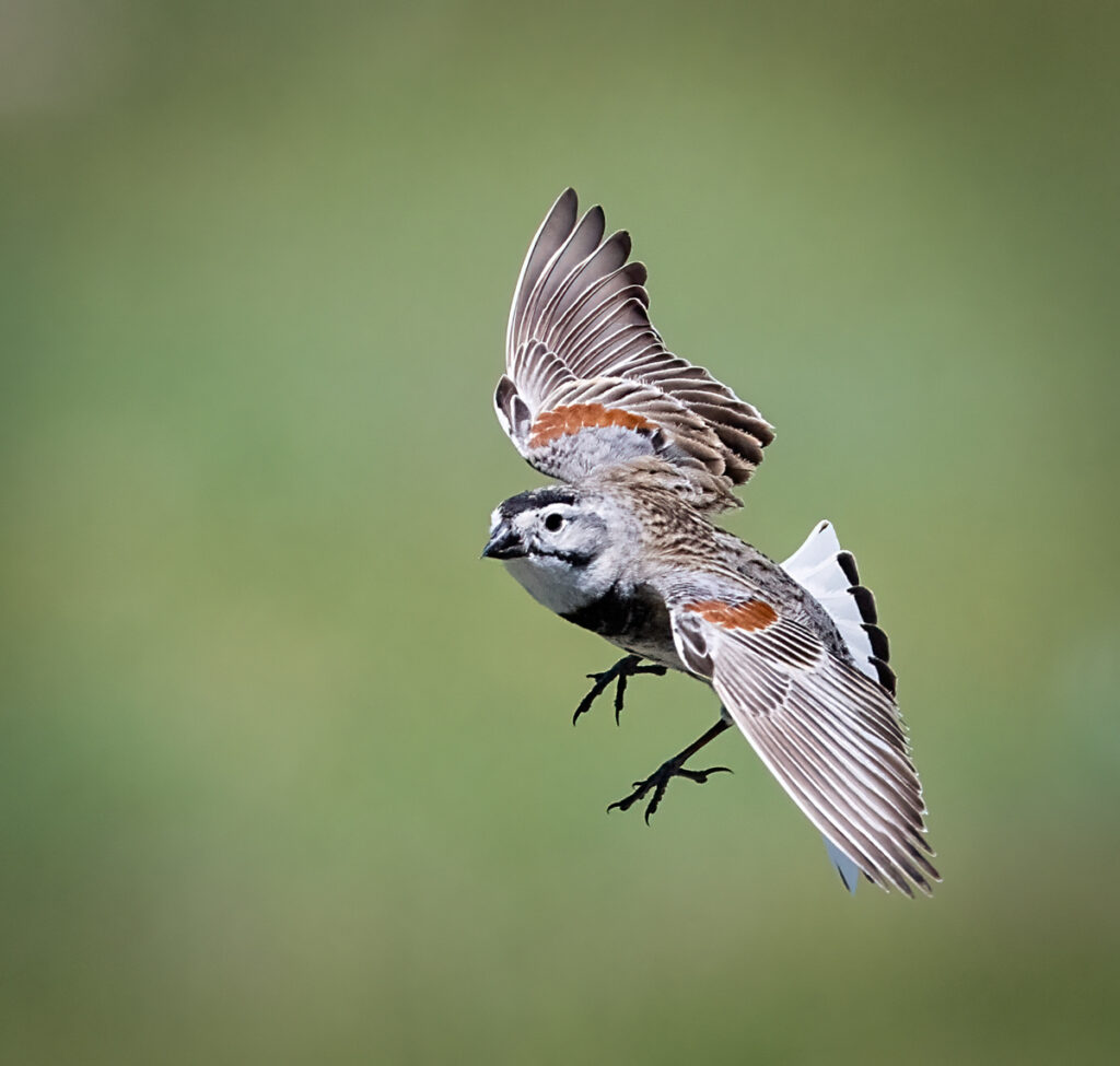 Thick-billed Longspur - Owen Deutsch Photography