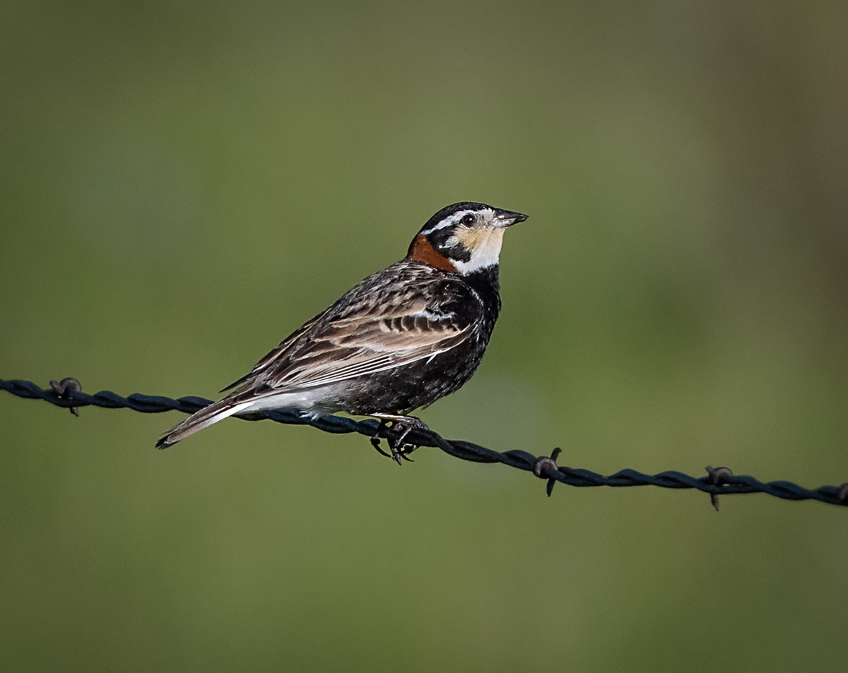 Vesper Sparrow - Owen Deutsch Photography