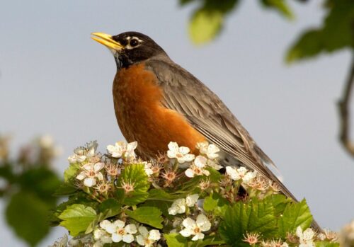 Do American Robins Migrate? - Owen Deutsch Photography