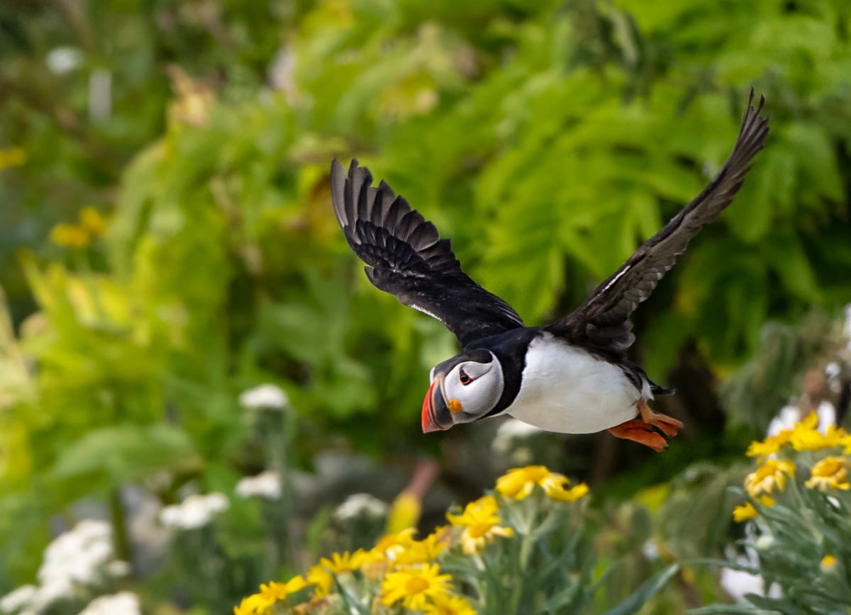 Horned, Tufted, and Atlantic Puffins - Owen Deutsch Photography