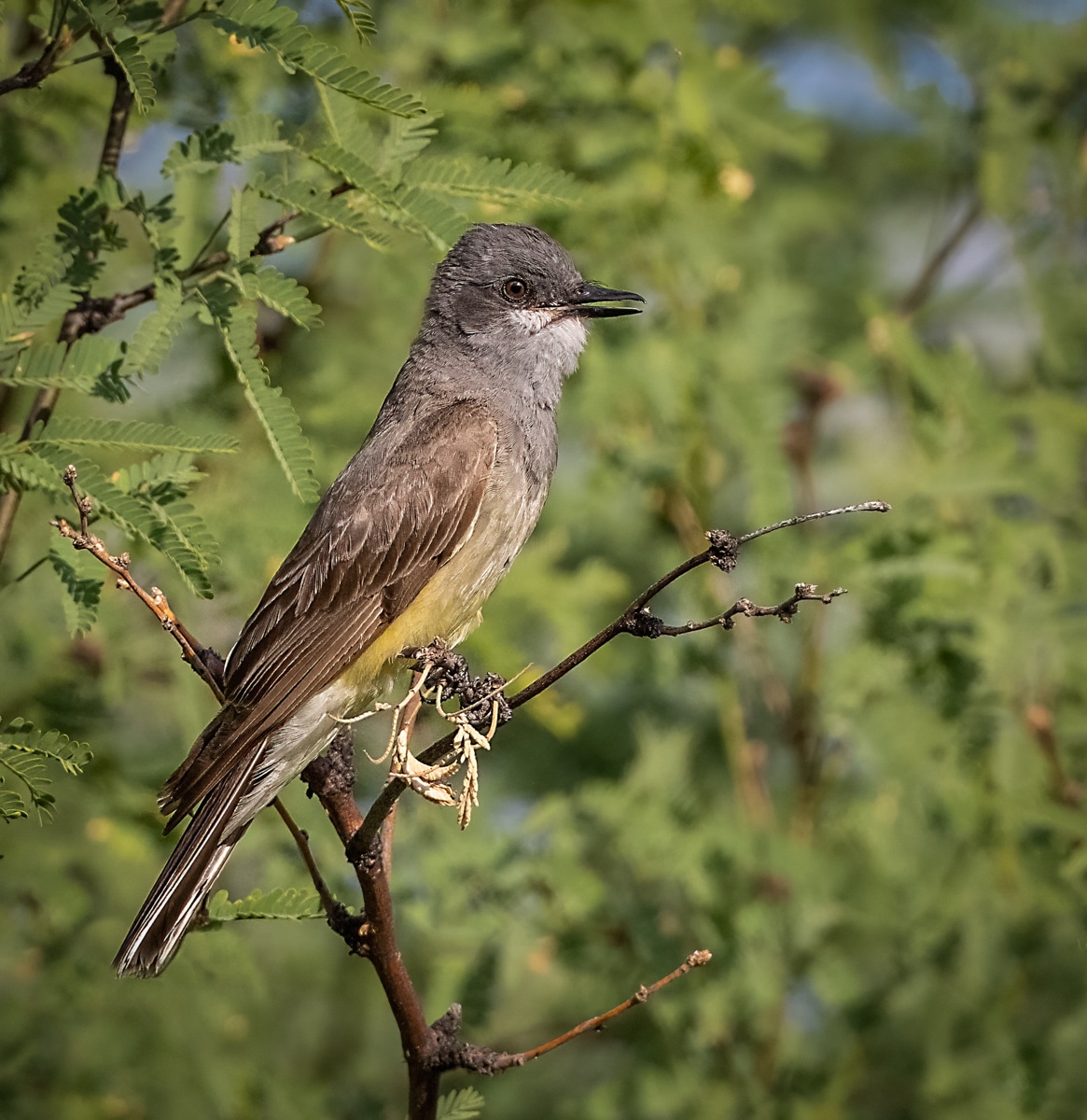 Cassin's Kingbird - Owen Deutsch Photography