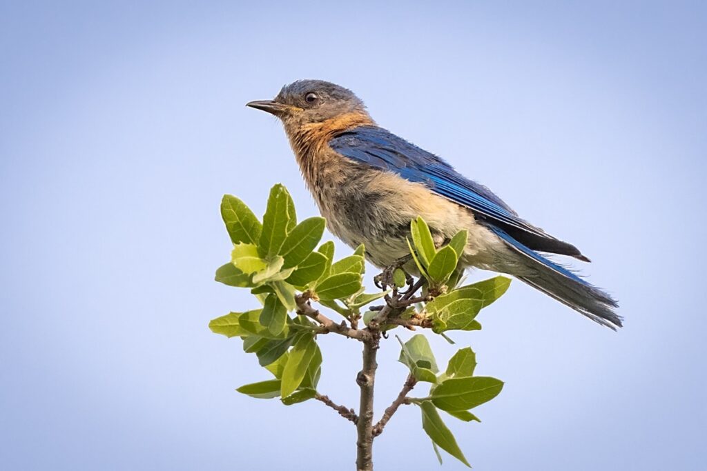 Eastern Bluebird - Owen Deutsch Photography