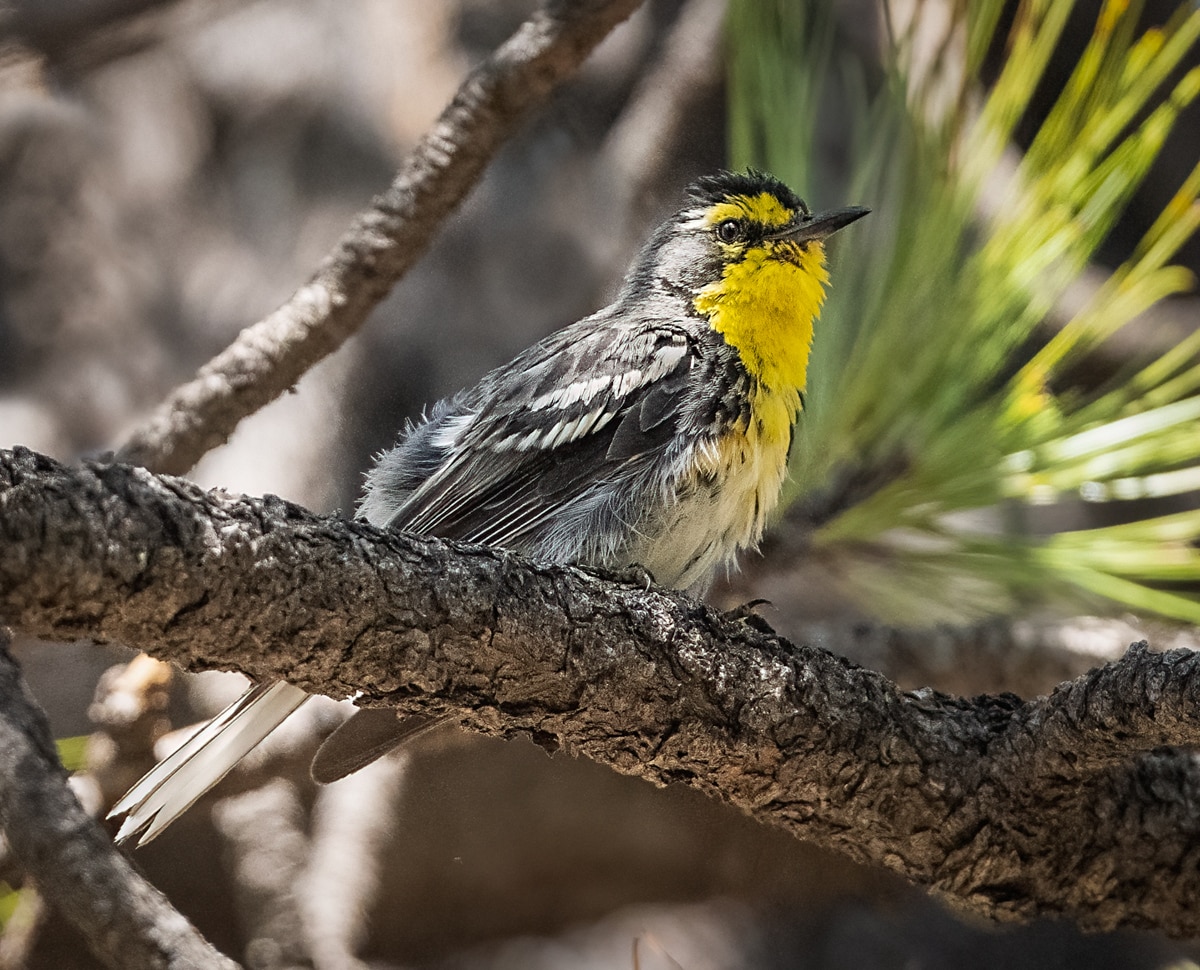 Grace's Warbler - Owen Deutsch Photography