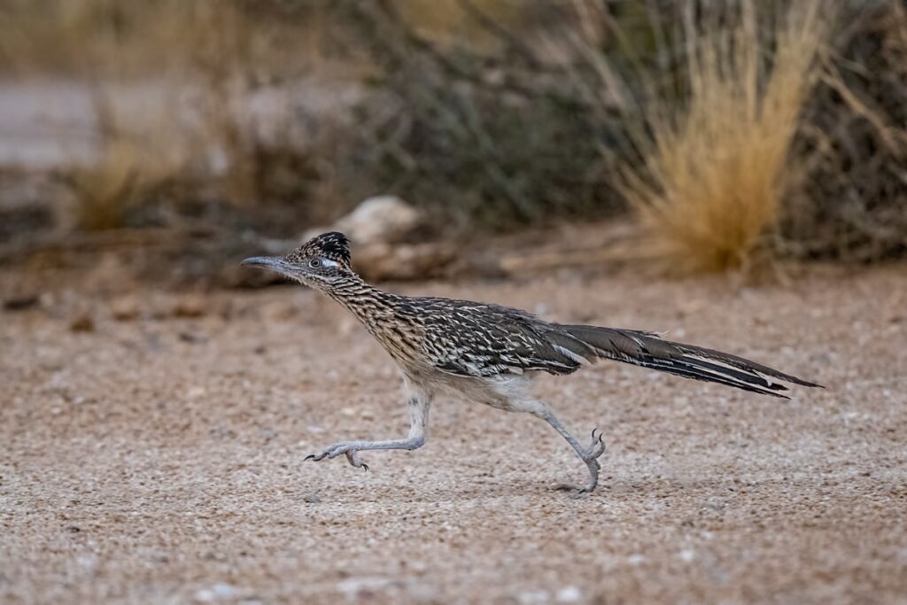 Greater Roadrunner - Owen Deutsch Photography