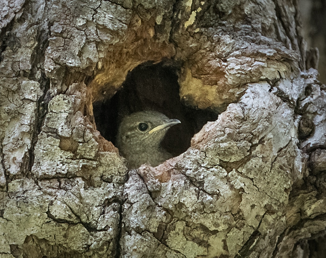Northern House Wren - Owen Deutsch Photography