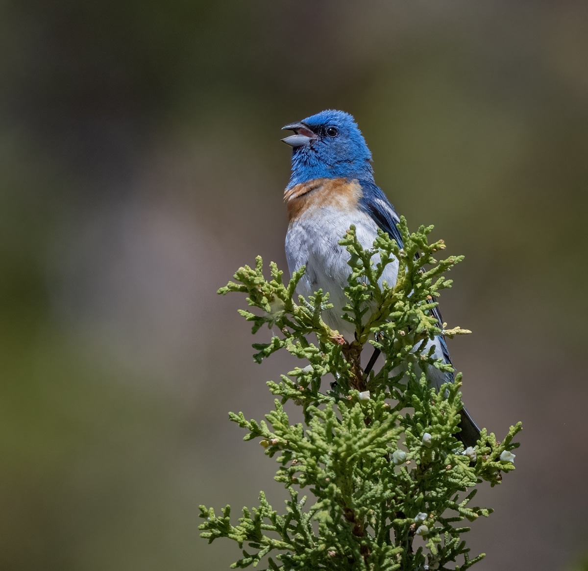 Lazuli Bunting - Owen Deutsch Photography