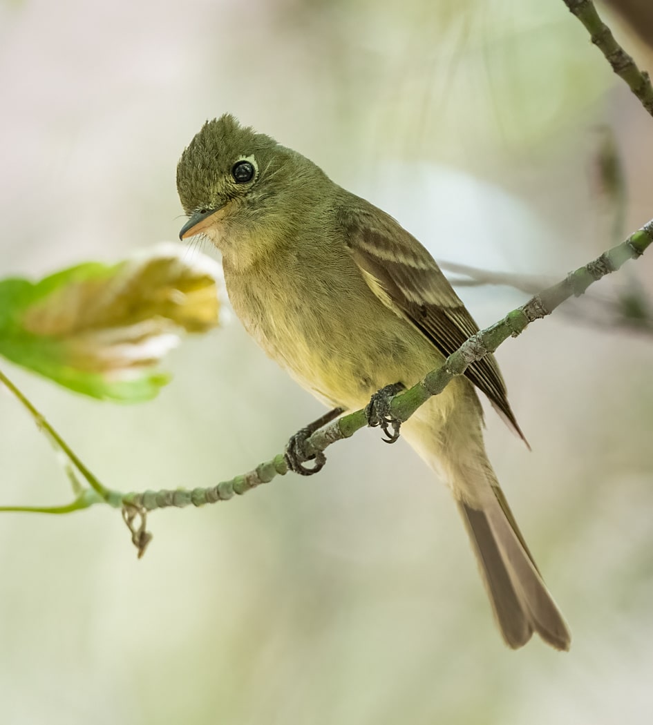 Pine Flycatcher - Owen Deutsch Photography