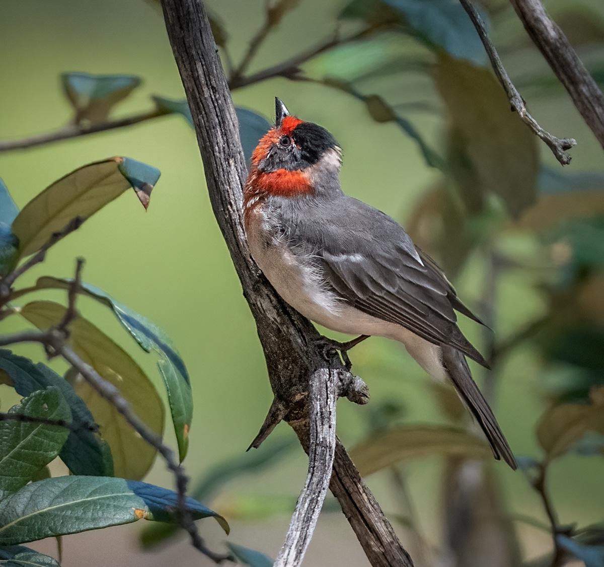 Red-faced Warbler - Owen Deutsch Photography