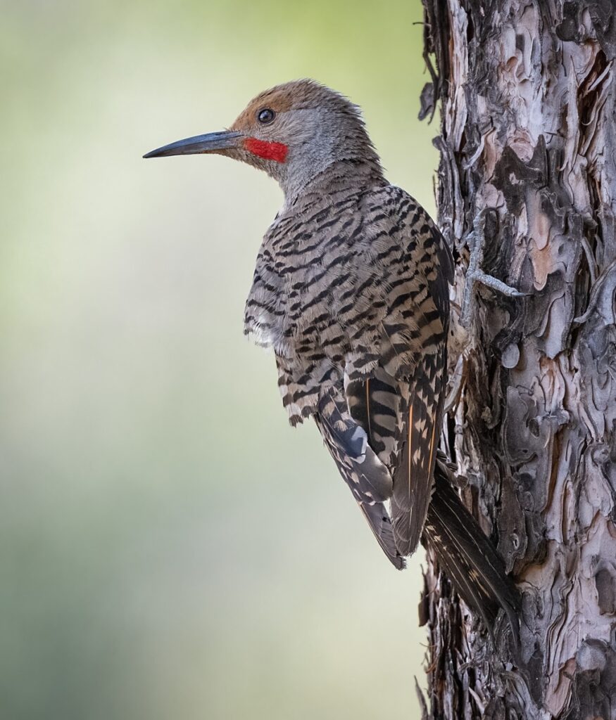 Northern Flicker Red-shafted - Owen Deutsch Photography