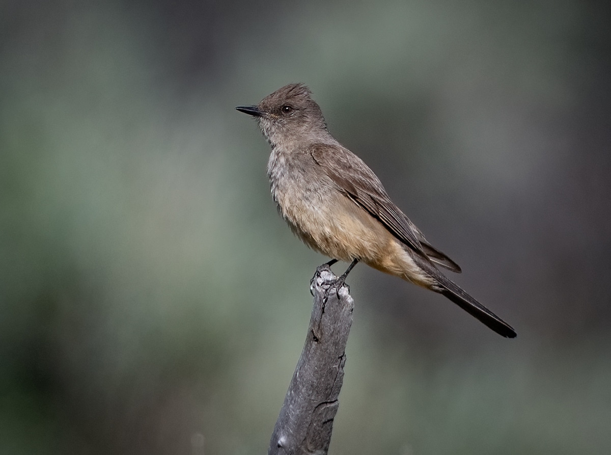 Say's Phoebe - Owen Deutsch Photography