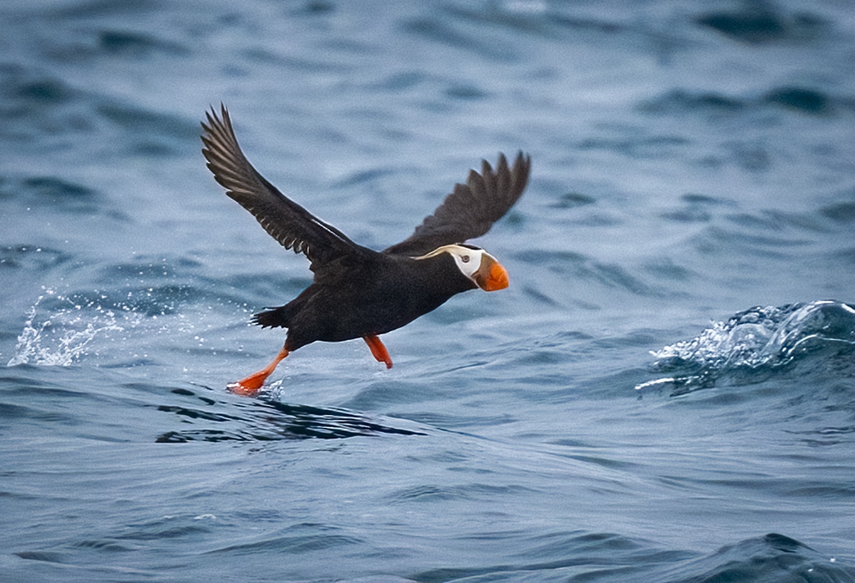 Horned, Tufted, and Atlantic Puffins - Owen Deutsch Photography
