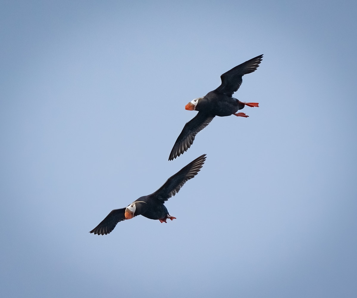 Horned, Tufted, and Atlantic Puffins - Owen Deutsch Photography