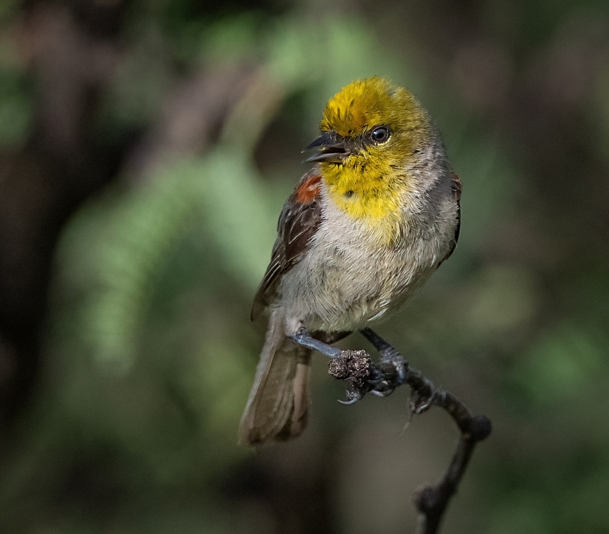 Verdin - Owen Deutsch Photography