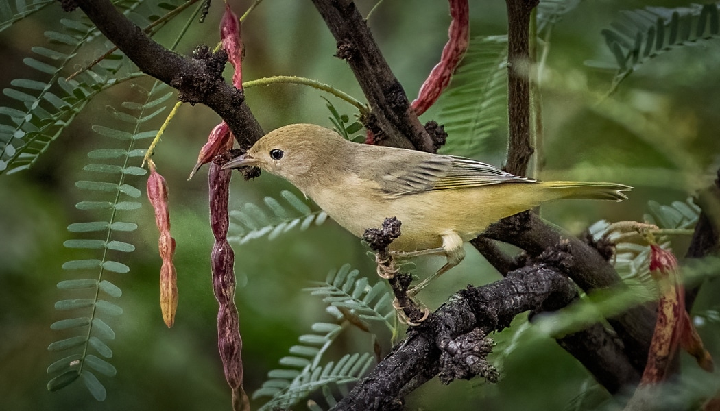 Yellow Warbler - Owen Deutsch Photography