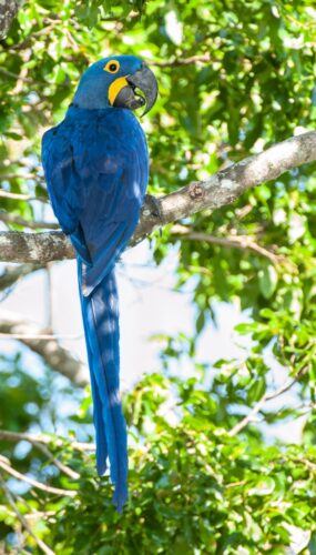 Back in Brazil – Rare Macaws: The Blue Birds of Brazil - Owen Deutsch ...