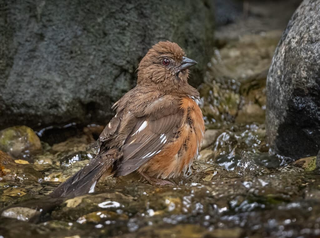 Eastern Towhee - Owen Deutsch Photography