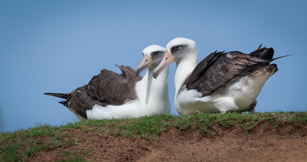 Getting to Know the Laysan Albatross - Owen Deutsch Photography