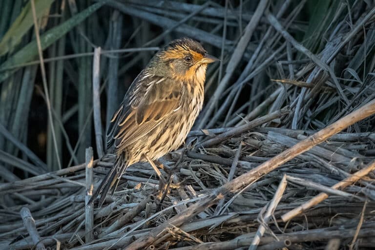 Saltmarsh Sparrow - Owen Deutsch Photography