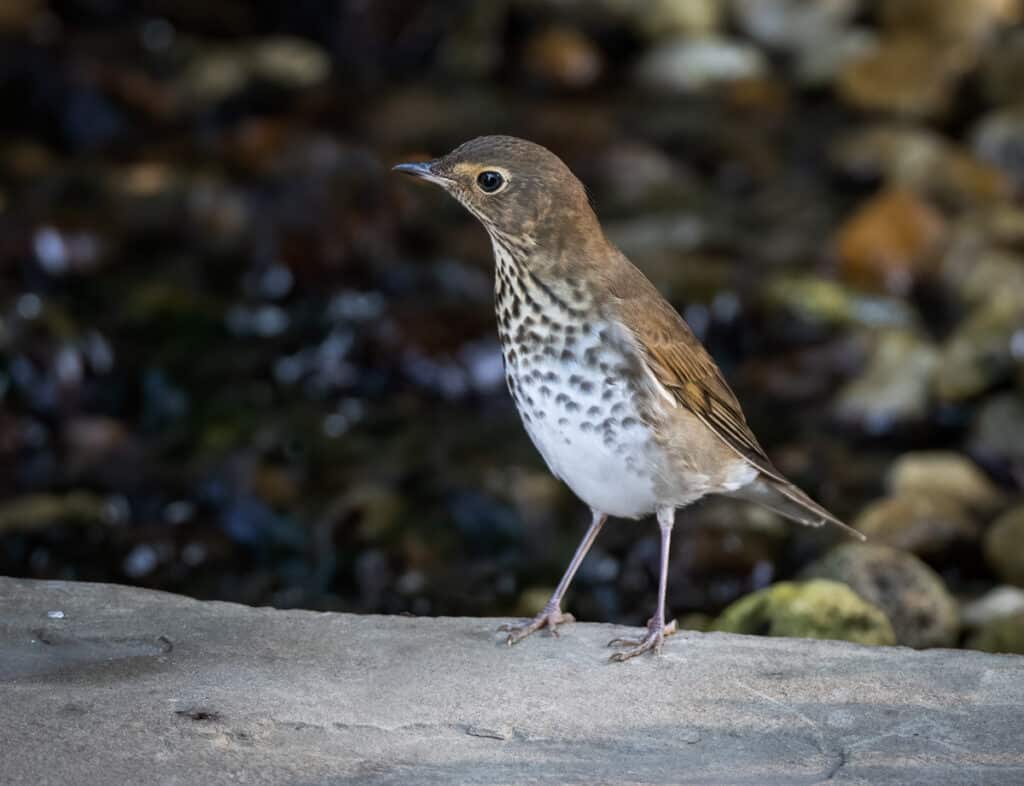 Swainson's Thrush - Owen Deutsch Photography
