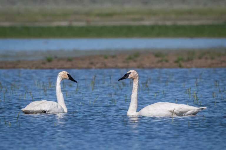 Trumpeter Swan - Owen Deutsch Photography