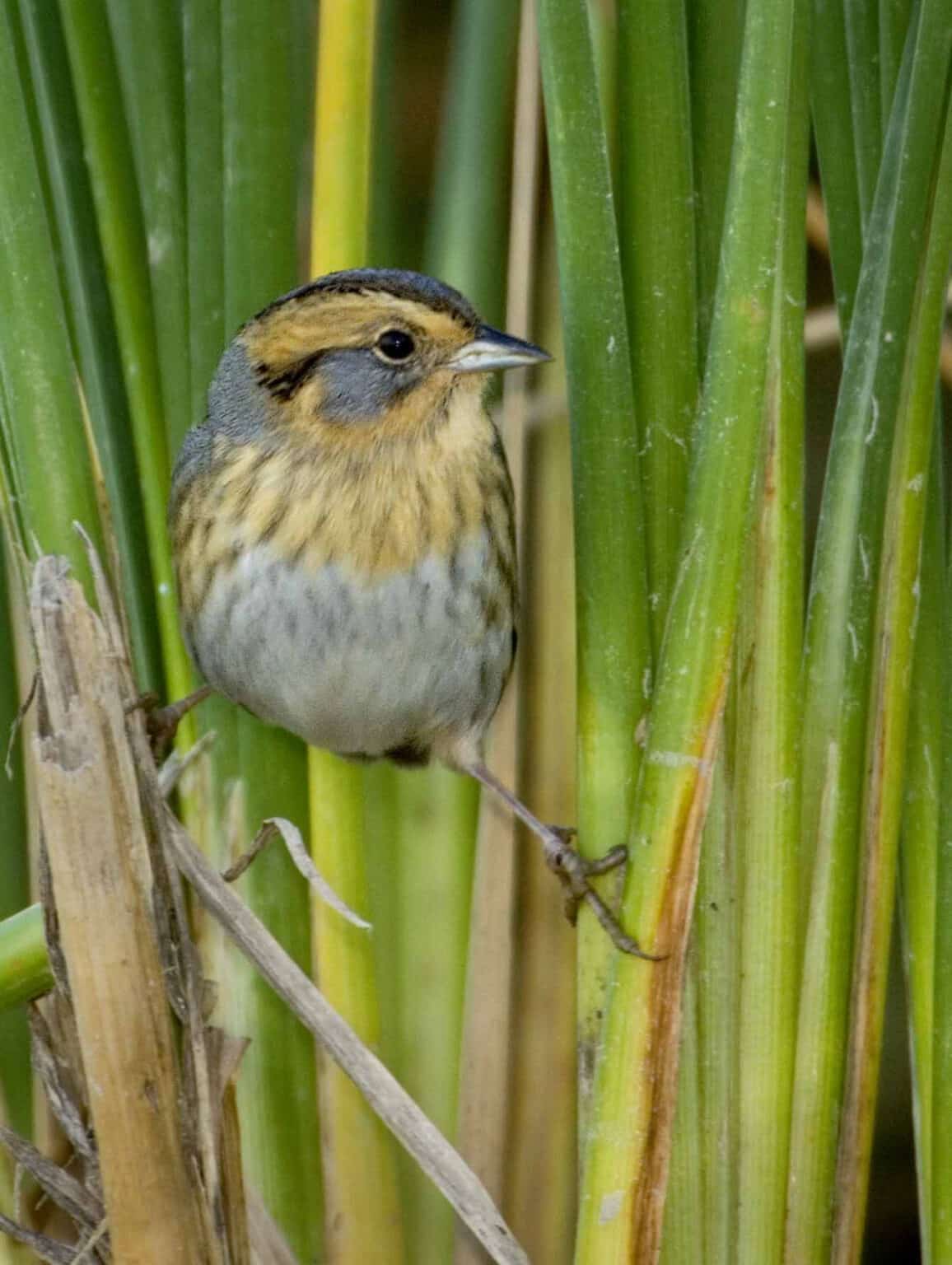 Fall Migration at Montrose Point Bird Sanctuary - Owen Deutsch Photography