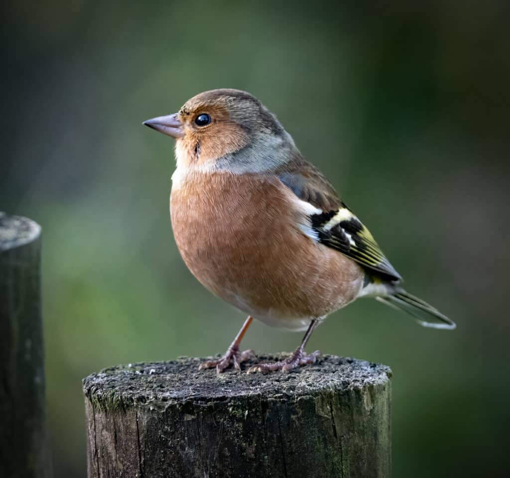 Common Chaffinch - Owen Deutsch Photography