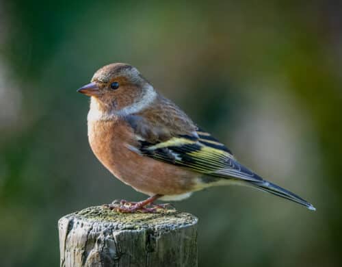 Common Chaffinch - Owen Deutsch Photography