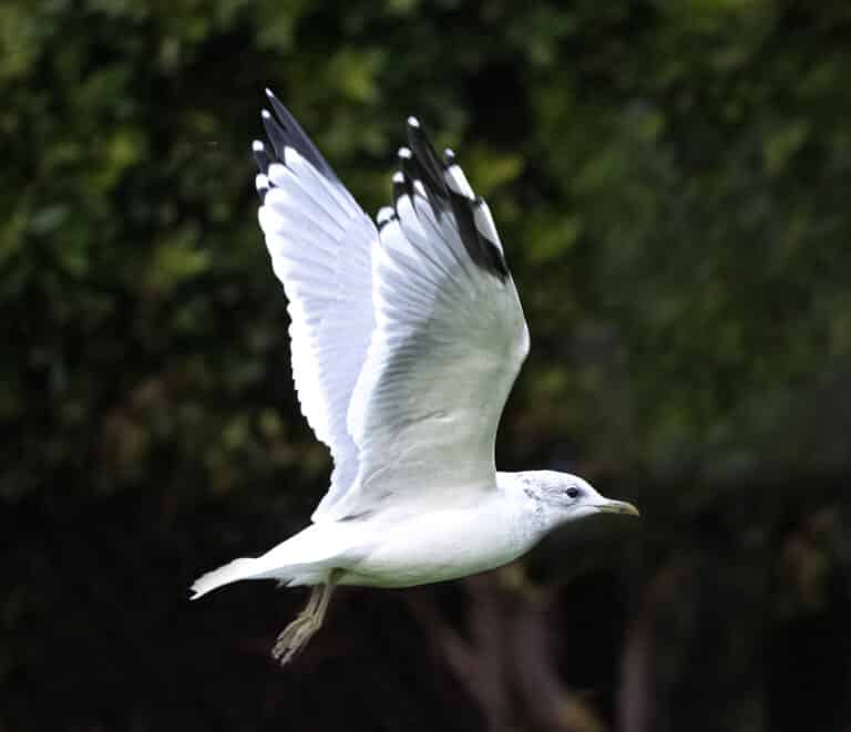 Common Gull - Owen Deutsch Photography