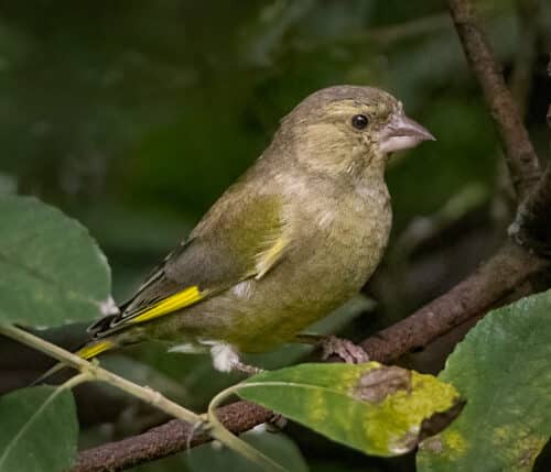 European Greenfinch - Owen Deutsch Photography