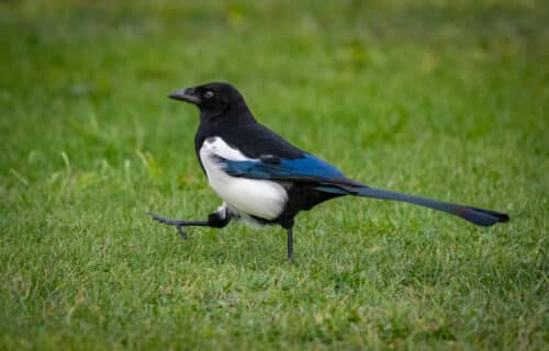 Eurasian Magpie - Owen Deutsch Photography
