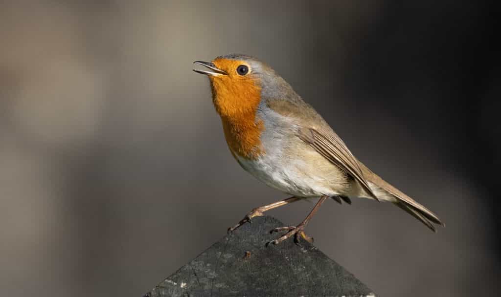 European Robin - Owen Deutsch Photography