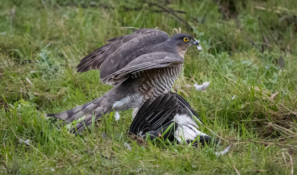 Eurasian Sparrowhawk - Owen Deutsch Photography