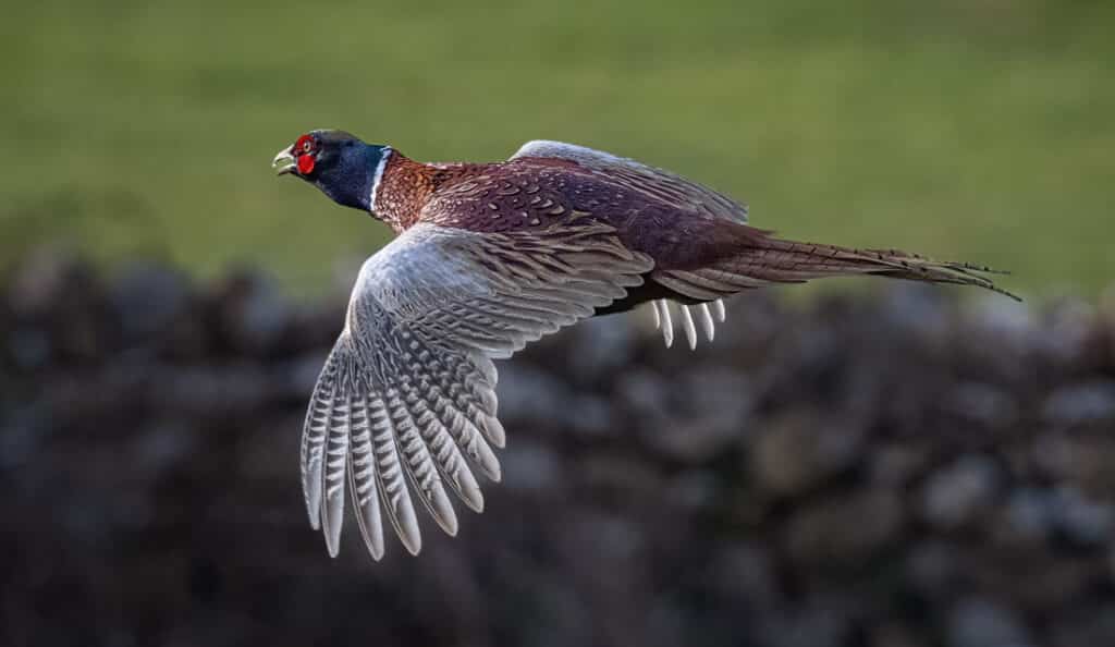 Ring-necked Pheasant - Owen Deutsch Photography