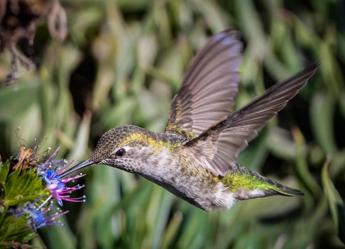 Flight of the Hummingbirds - Owen Deutsch Photography