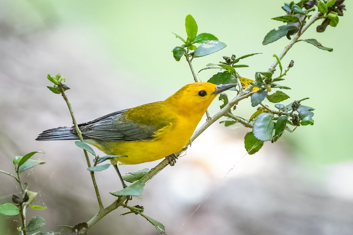 Top Tips for Backyard Bird Photography - Owen Deutsch Photography