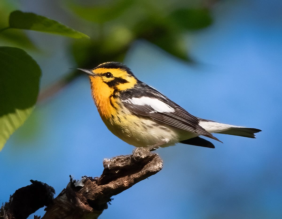 Are Fall Warblers Really Confusing? - Owen Deutsch Photography