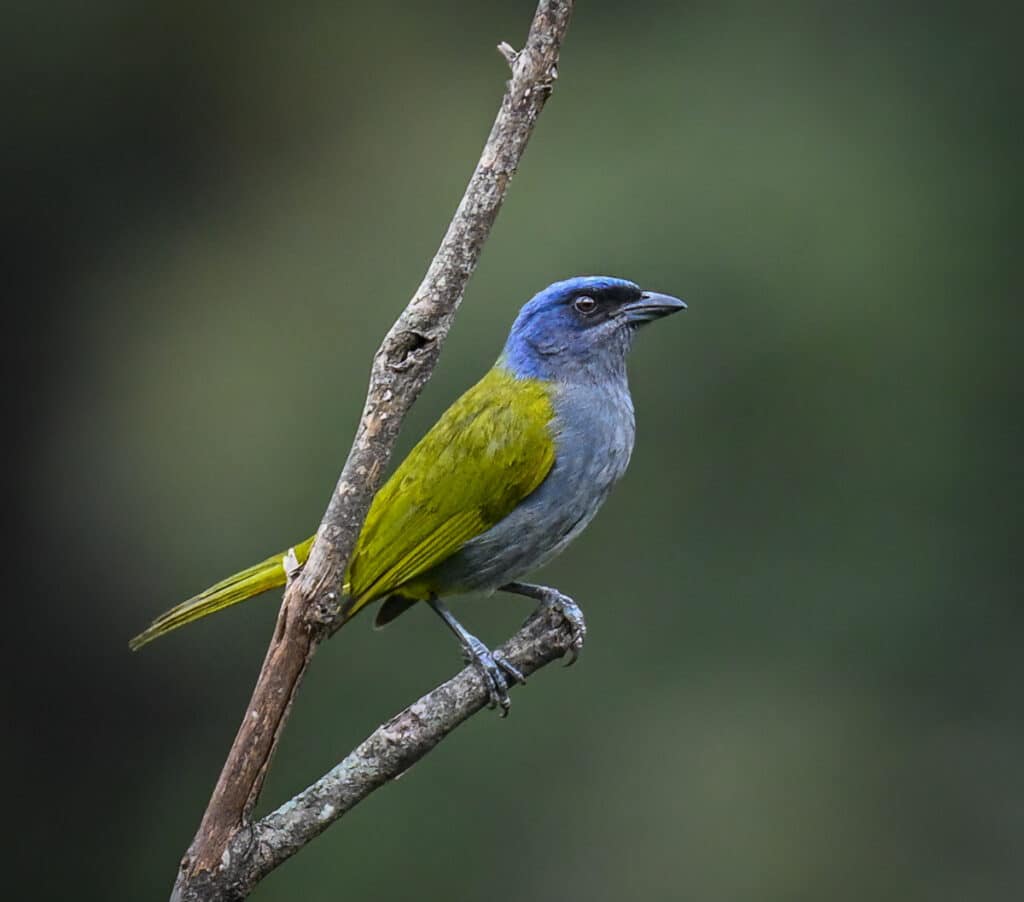 Blue-capped Tanager - Owen Deutsch Photography
