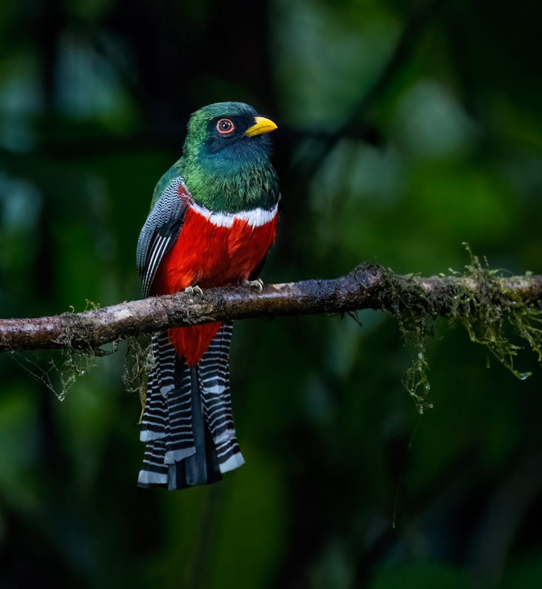 Collared Trogon - Owen Deutsch Photography