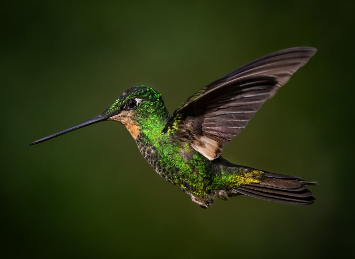 Buff-winged Starfrontlet - Owen Deutsch Photography